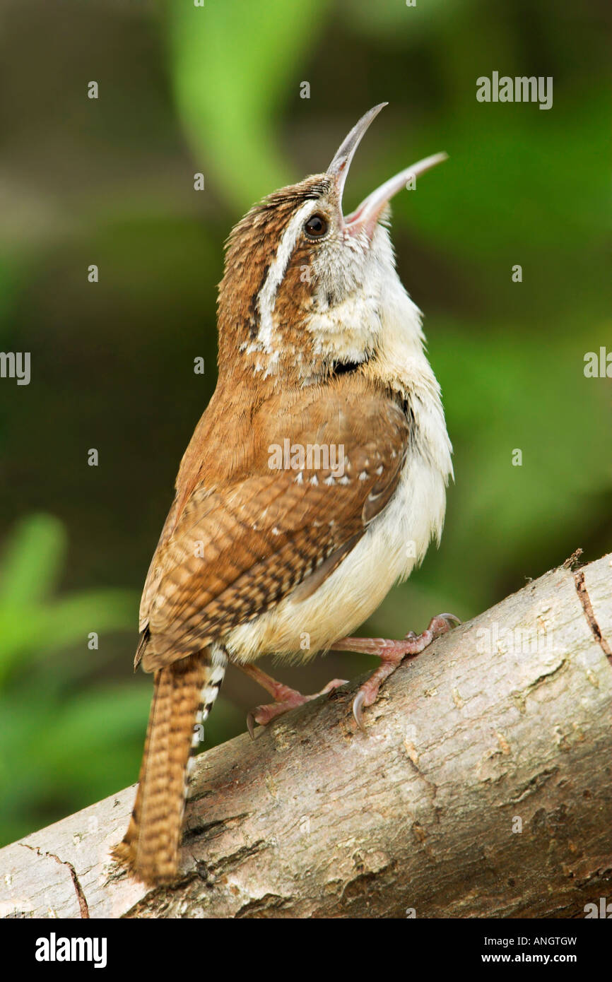 A Carolina Wren (Thryothorus ludovicianus) at the Rattray Marsh in ...