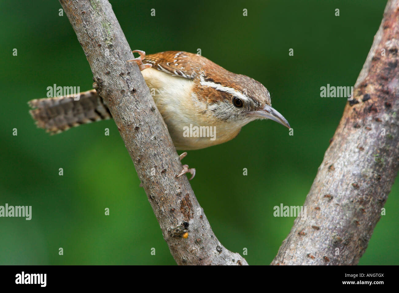 A Carolina Wren (Thryothorus ludovicianus) at the Rattray Marsh in ...