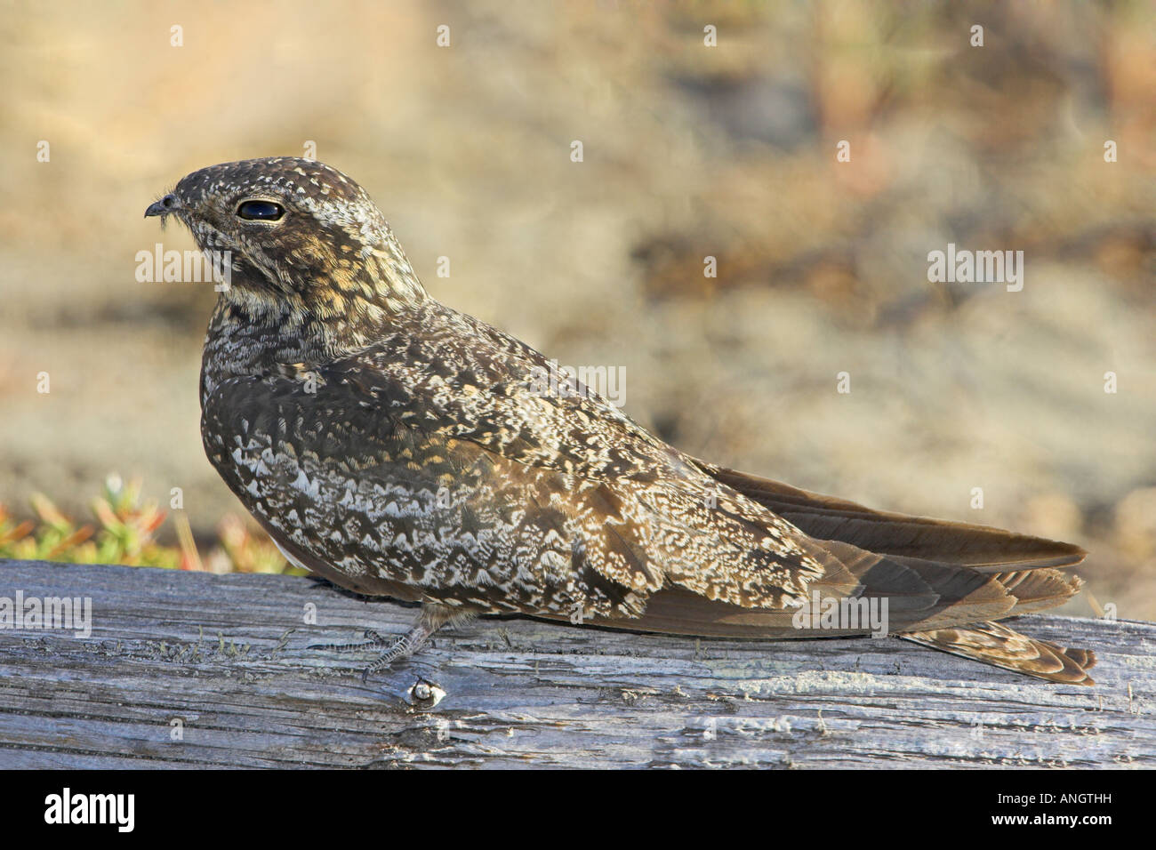 A Common Nighthawk (Chordeiles minor) perched on a log at the Cordova ...
