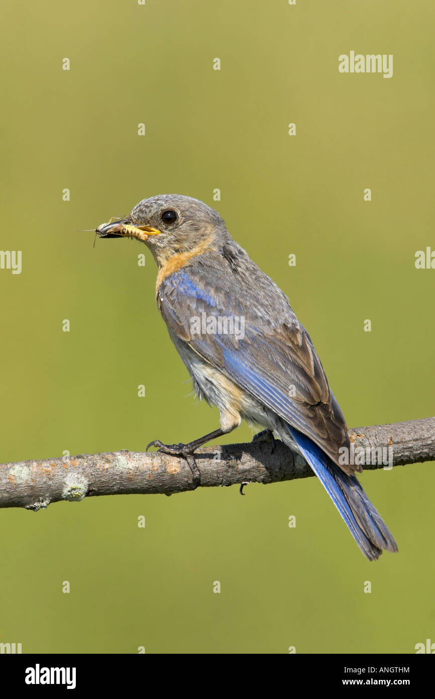 A female Eastern Bluebird (Sialia sialis) at the Carden Alvar in ...