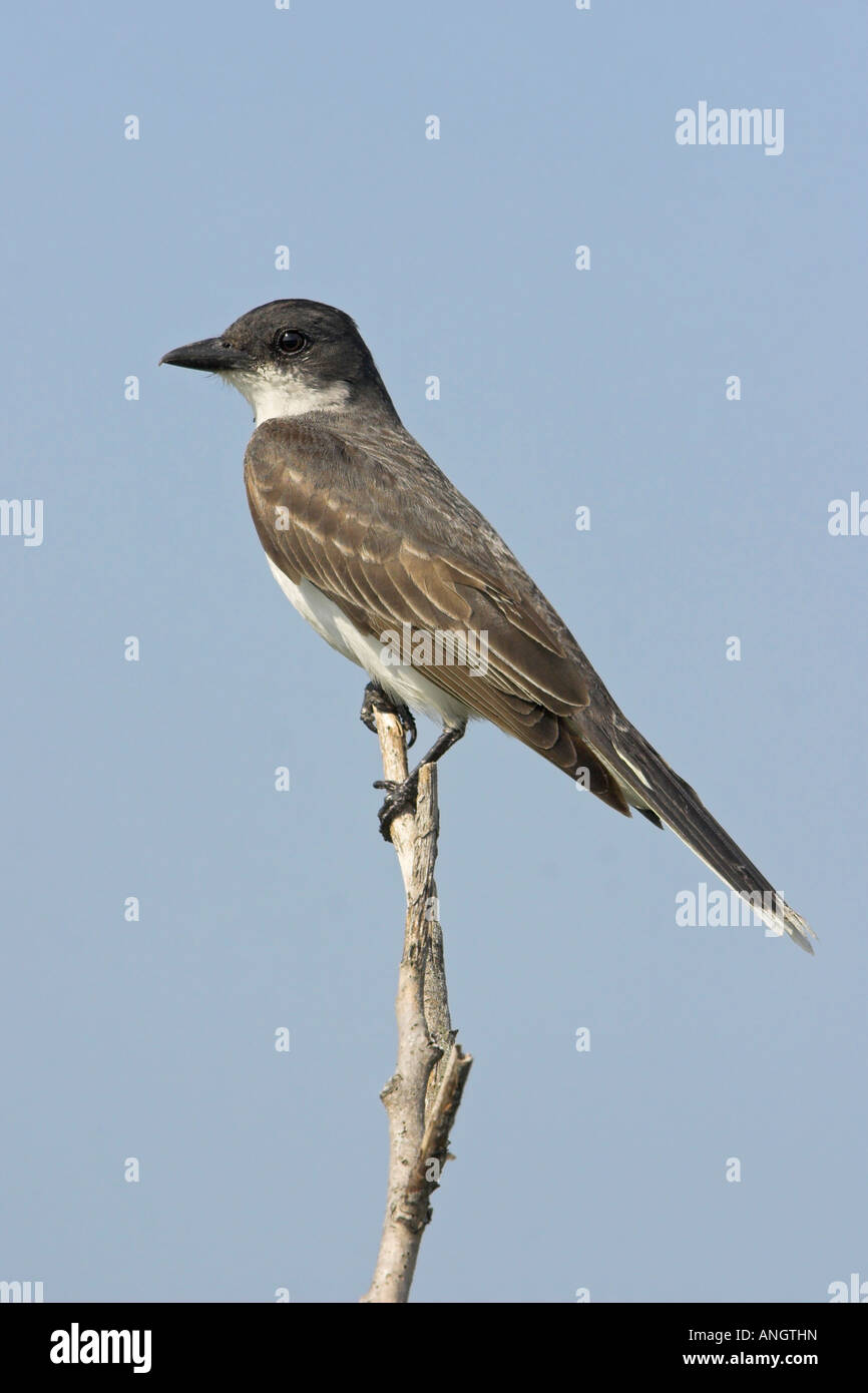 An Eastern Kingbird (Tyrannus tyrannus) at the Carden Alvar in Ontario ...