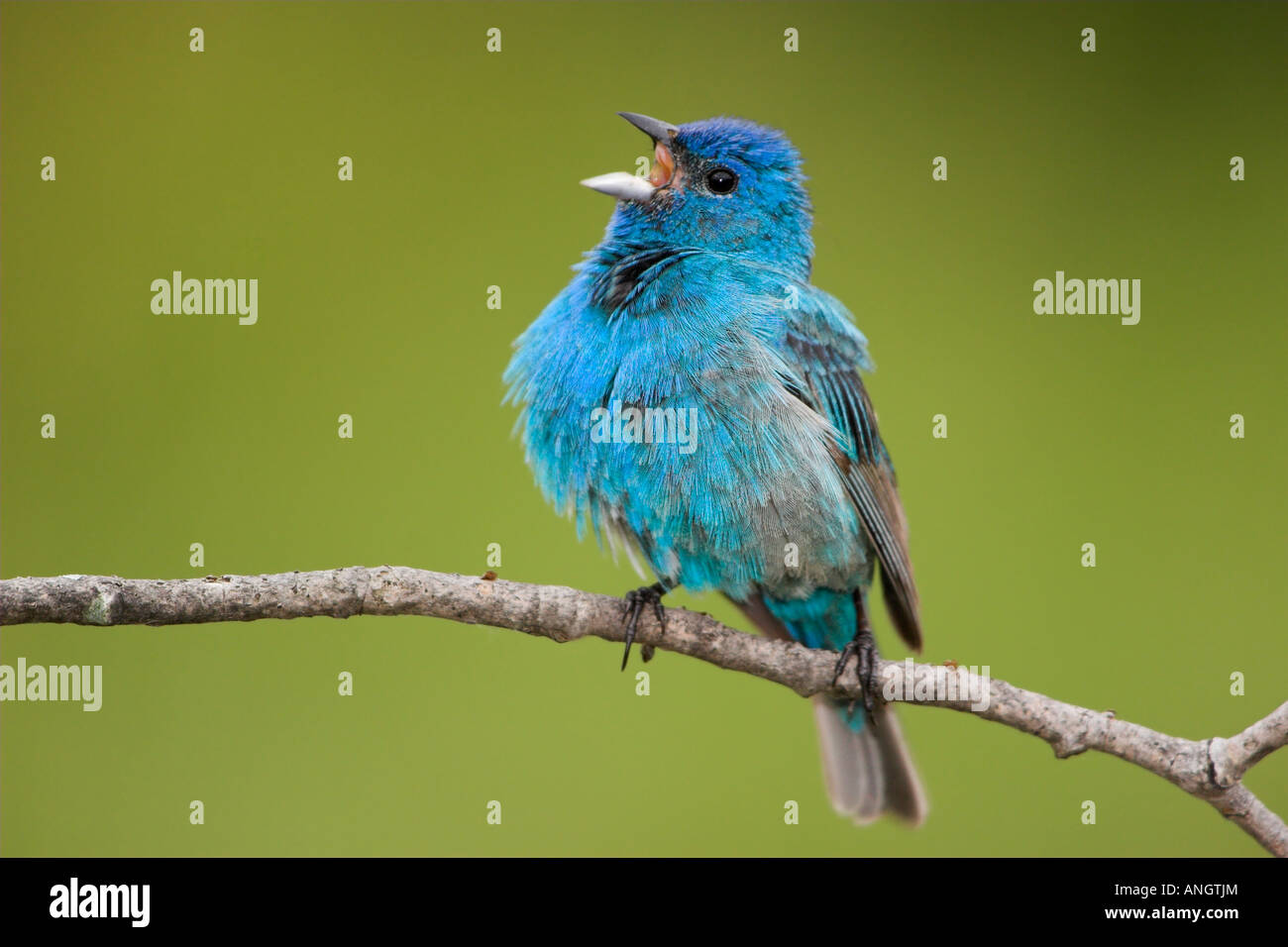 Albion hills conservation area hi-res stock photography and images - Alamy