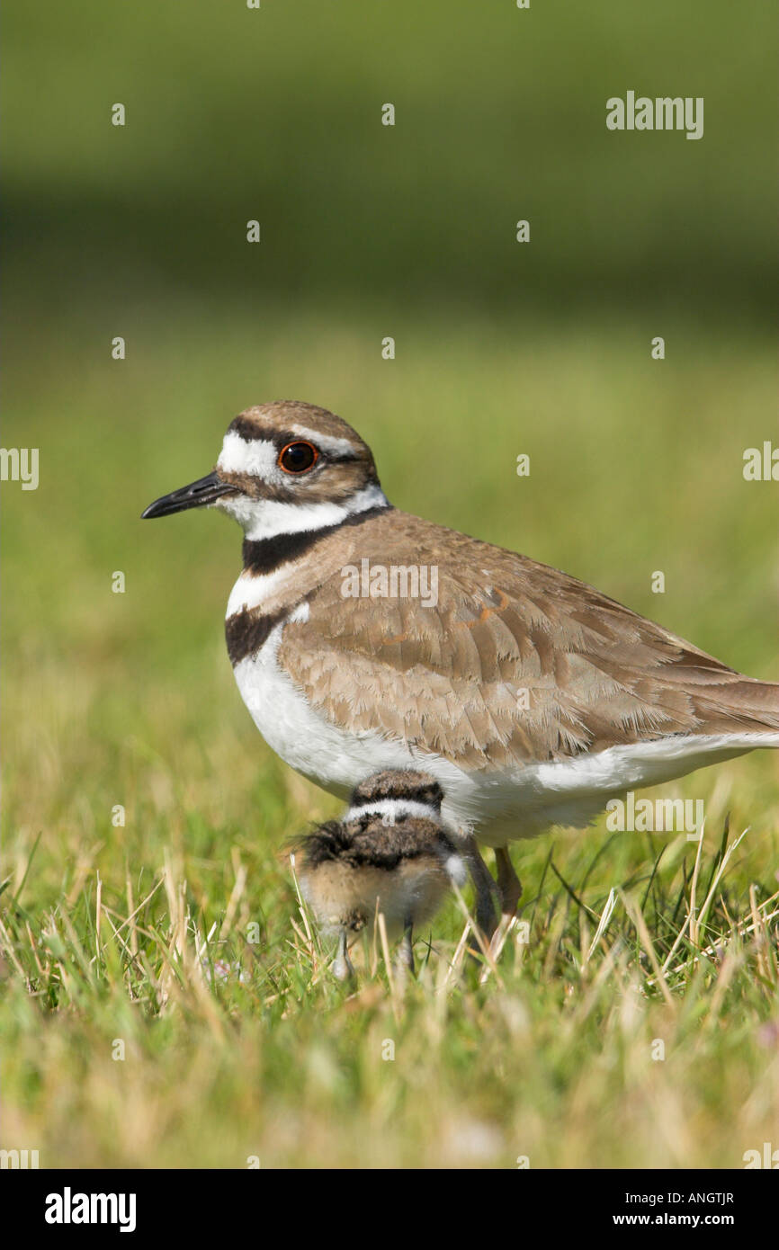 Baby killdeer hi-res stock photography and images - Alamy