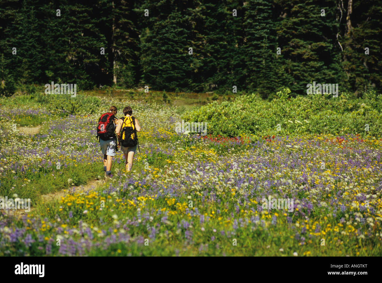 Taylor meadows trail hi-res stock photography and images - Alamy