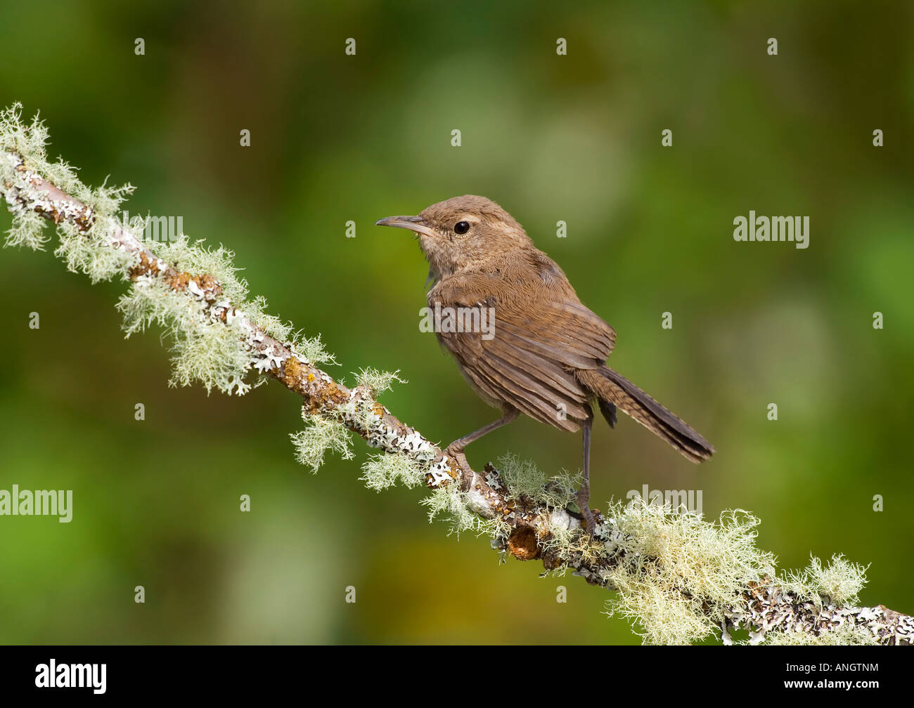 Tim wren hi-res stock photography and images - Alamy