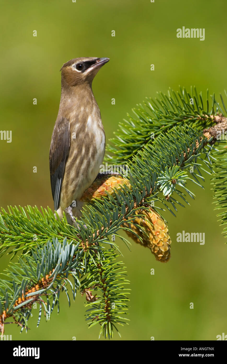 Cedar Waxwing (Bombycilla cedrorum), British Columbia, Canada Stock ...