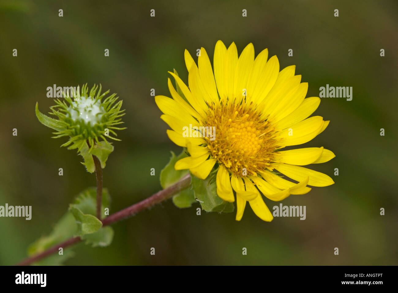 Curly Cup Gumweed (Grindelia), British Columbia, Canada Stock Photo - Alamy