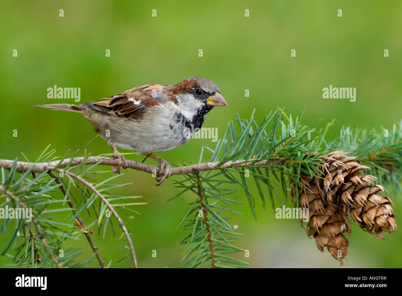 British sparrow hi-res stock photography and images - Alamy