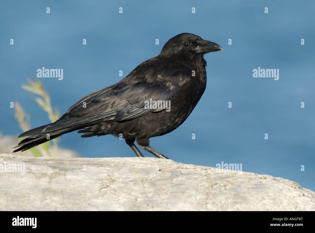 Northwestern Crow (Corvus caurinus), British Columbia, Canada Stock ...