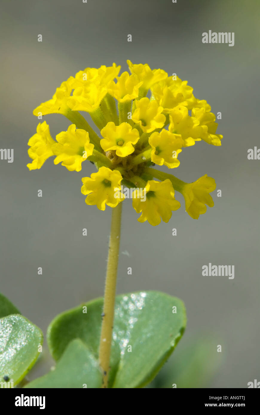 Yellow Sand Verbena (Abronia latifolia), British Columbia, Canada Stock ...