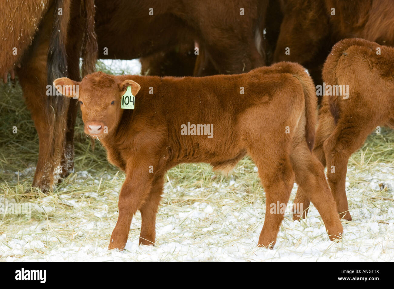 Identifies country hi-res stock photography and images - Alamy