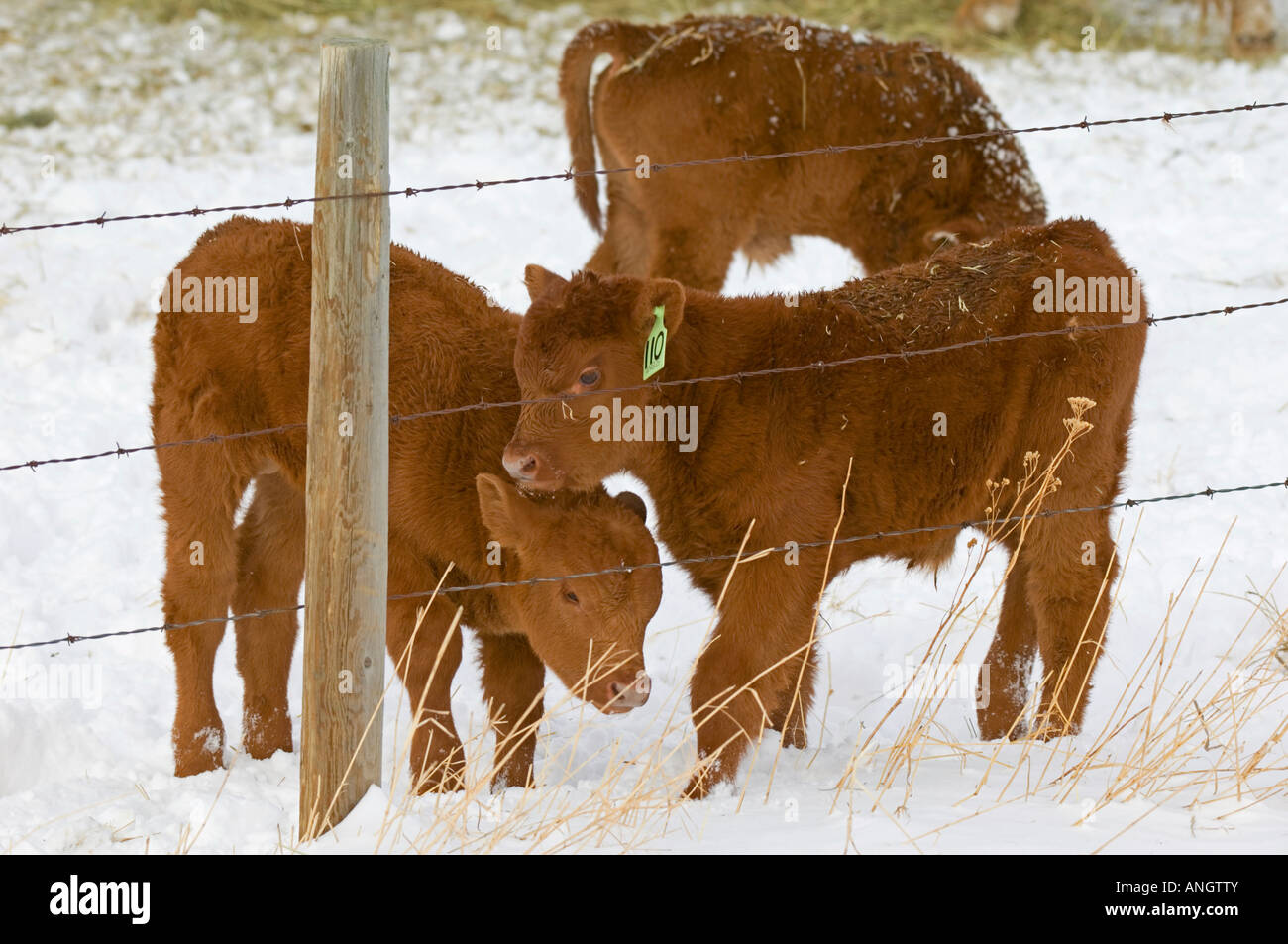 Red Angus (Bos taurus) Calves males. Only a few days old calves begin ...