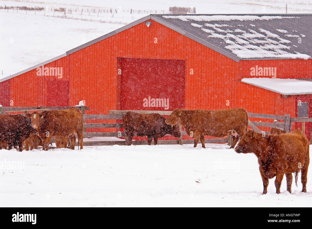 Red Angus (Bos taurus) Females and Calves. Cattle in this area are left ...