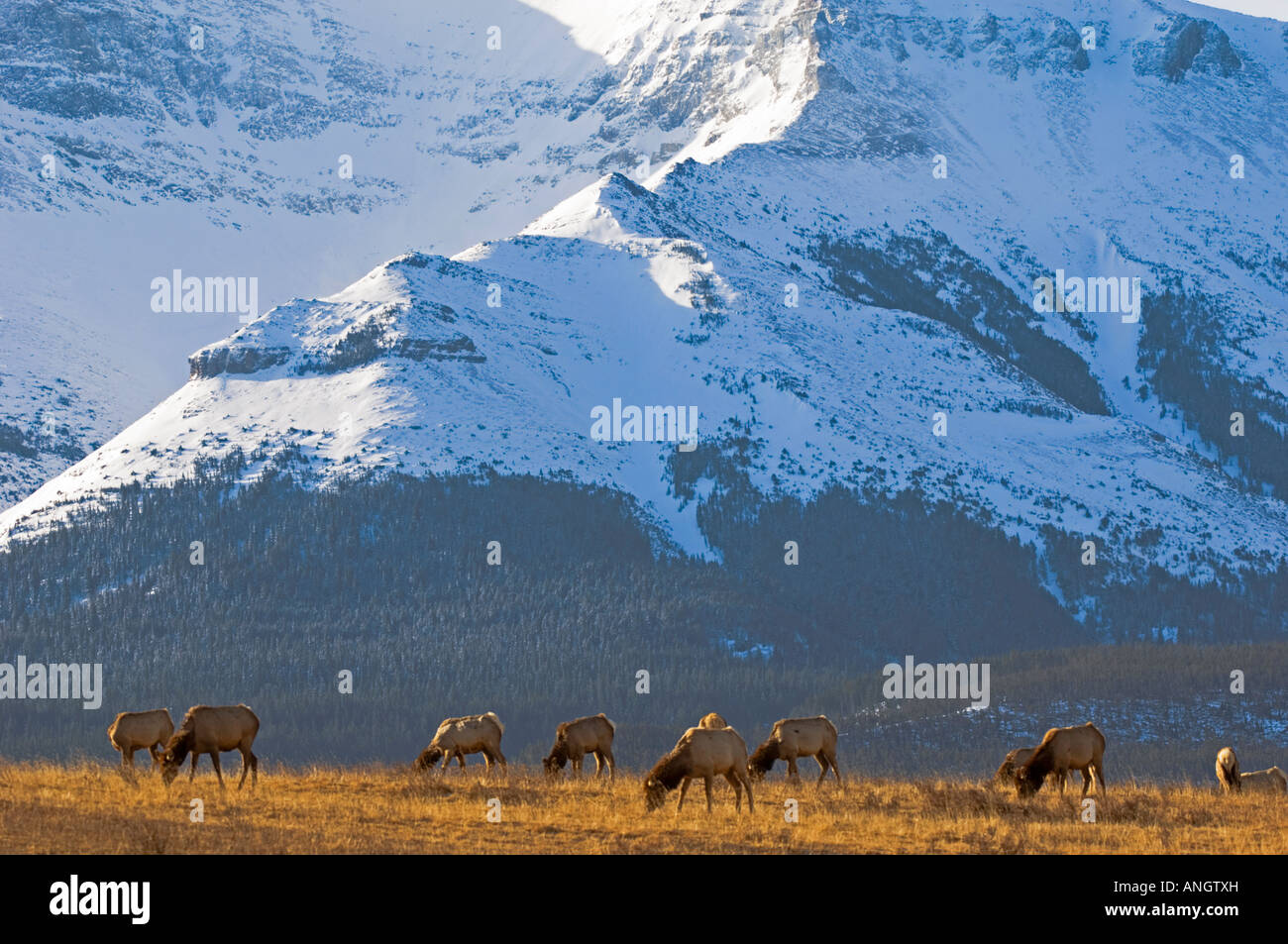 Elk (Cervus elaphus) females grazing on meadow with Sofa Mountain in ...
