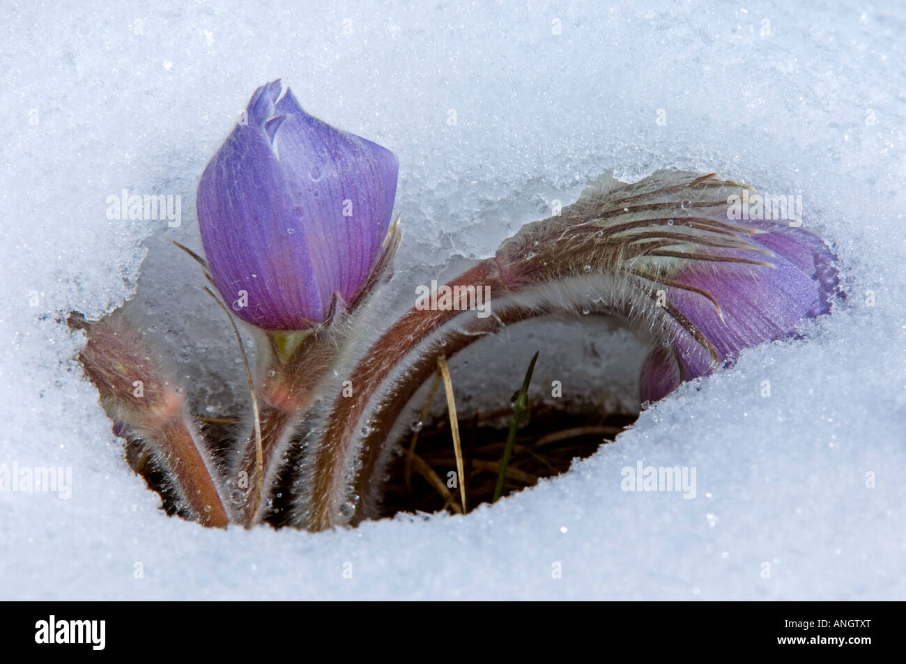 Prairie Crocus or Pasqueflower (Anemone patens) emerging from the snow ...