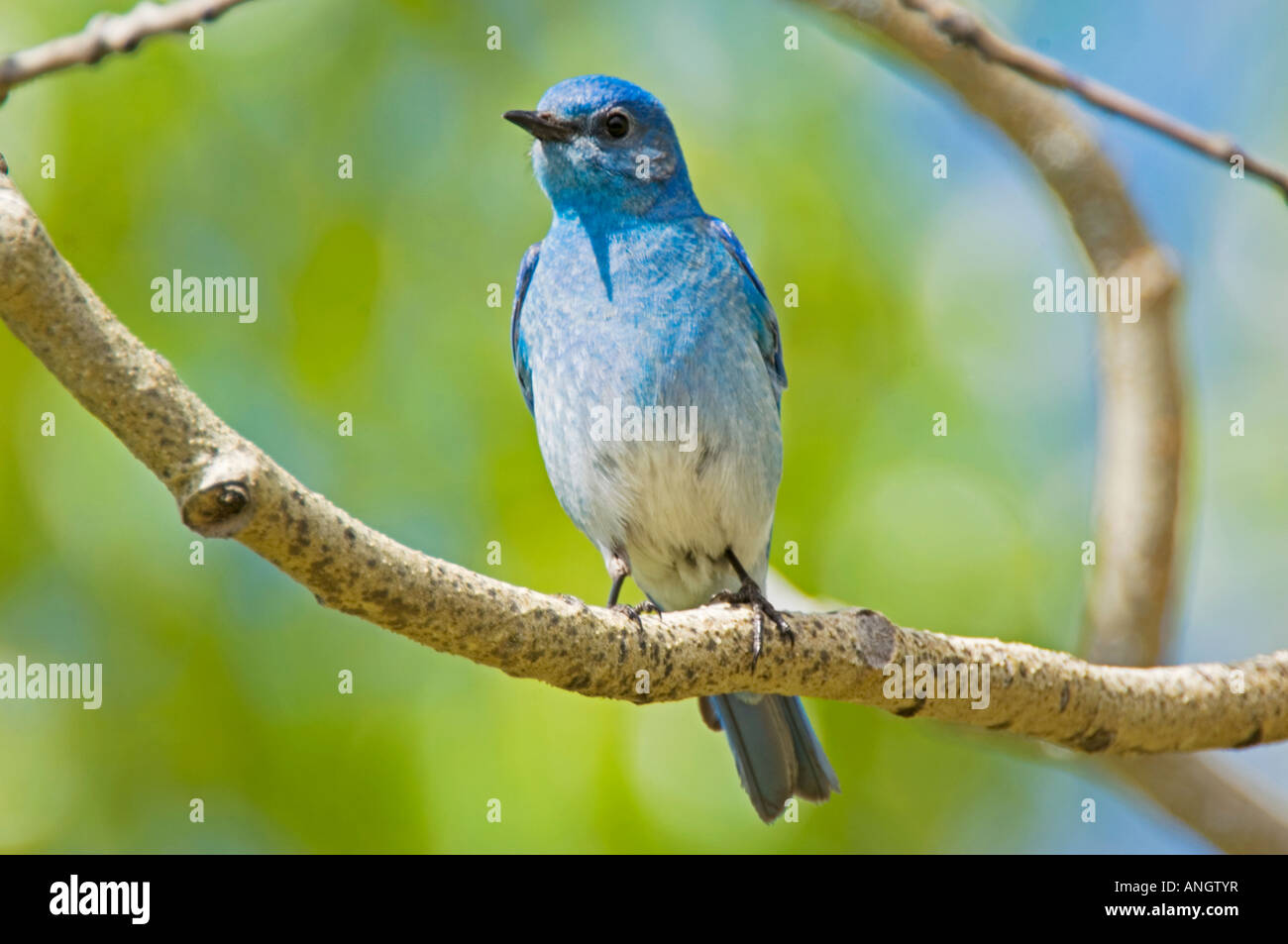 Mountain Bluebird (Sialia currucoides) Male. Waterton Lakes National ...