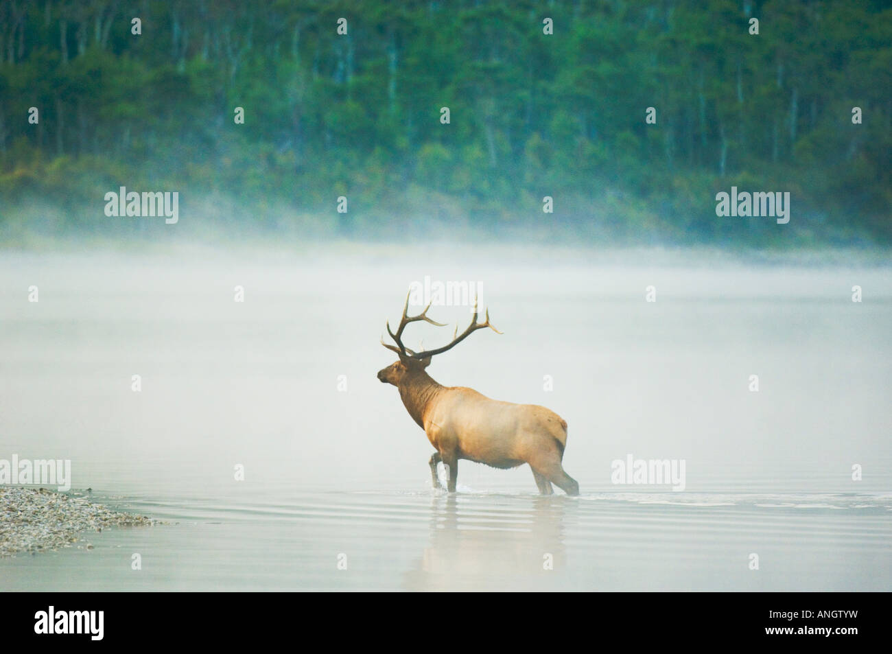 Elk (Cervus elaphus) Male in early morning fog crossing river between ...