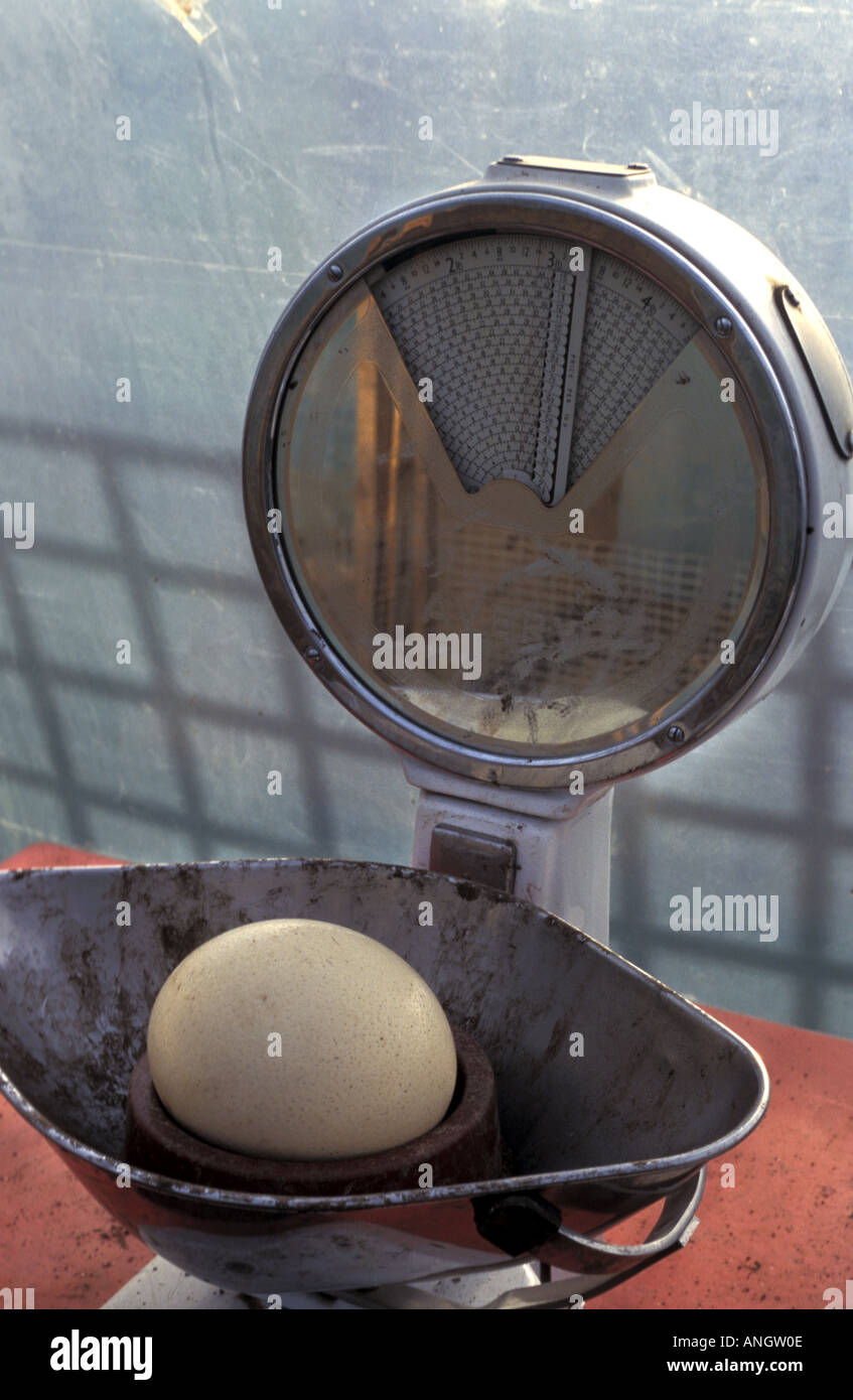 Ostrich scale hi-res stock photography and images - Alamy