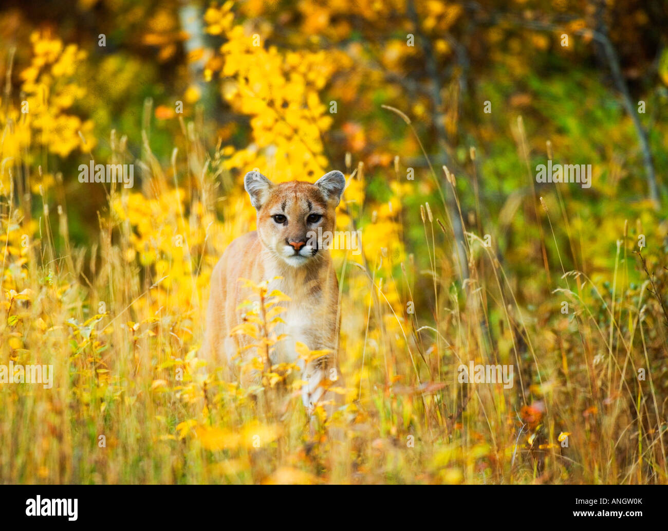 Cougar felis concolor juvenile hi-res stock photography and images - Alamy