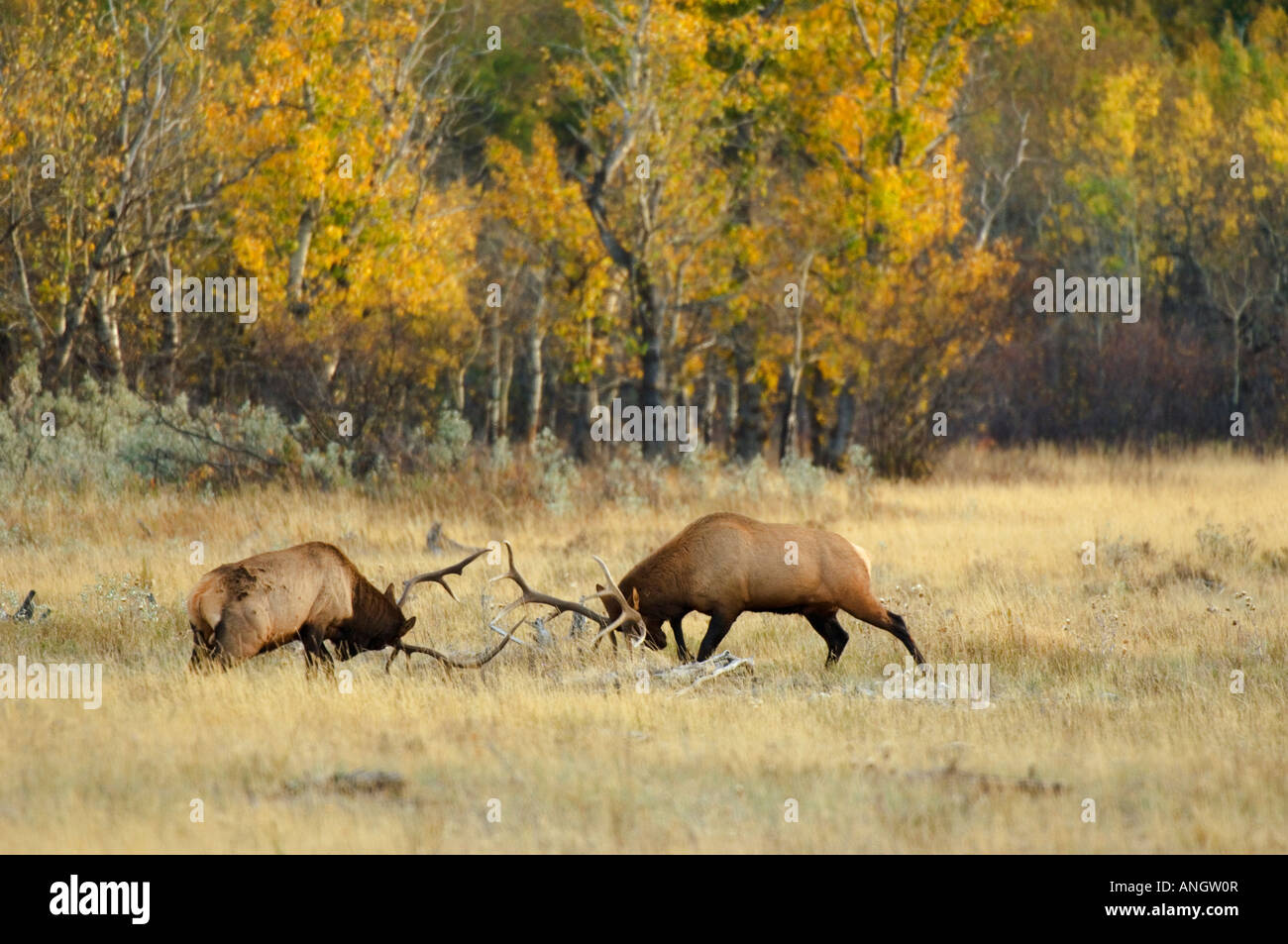 Bull elk cows during rut hi-res stock photography and images - Alamy
