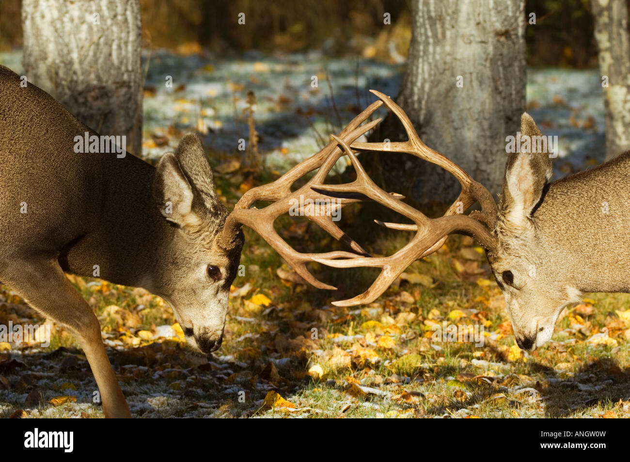 Mule Deer (Odocoileus hemionus) Males engaging in sparring as tests of ...