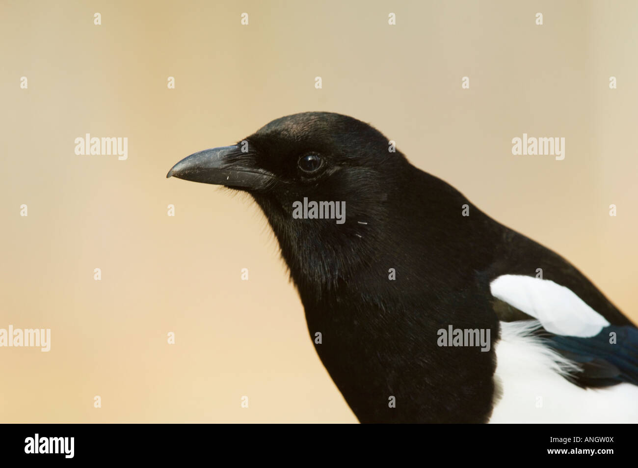 Black-billed Magpie (Pica pica) Adult. Magpies are frequently shot ...