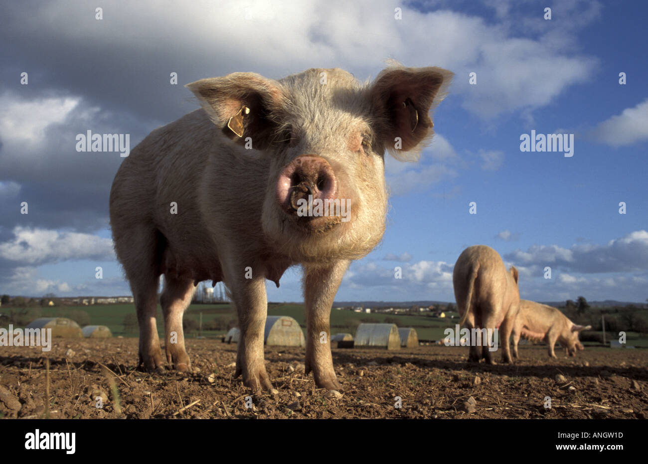 Pigs in field hi-res stock photography and images - Alamy