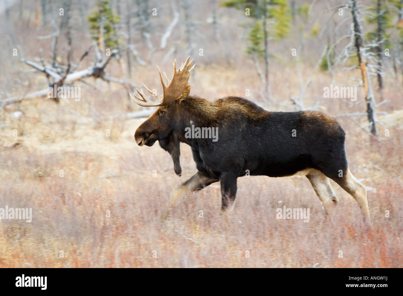 Moose (Alces alces) Male. With the reputation of being the largest ...