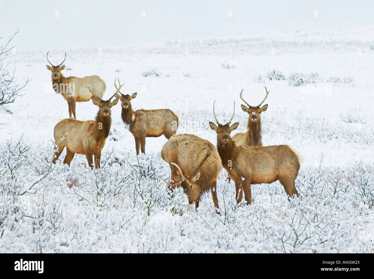 Elk tracks hi-res stock photography and images - Alamy