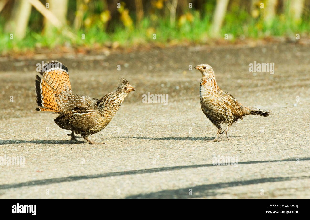Ruffed Grouse (Bonasa umbellus) Adults. In early spring male grouse ...