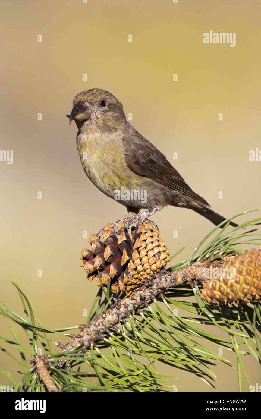 On a cone hi-res stock photography and images - Alamy