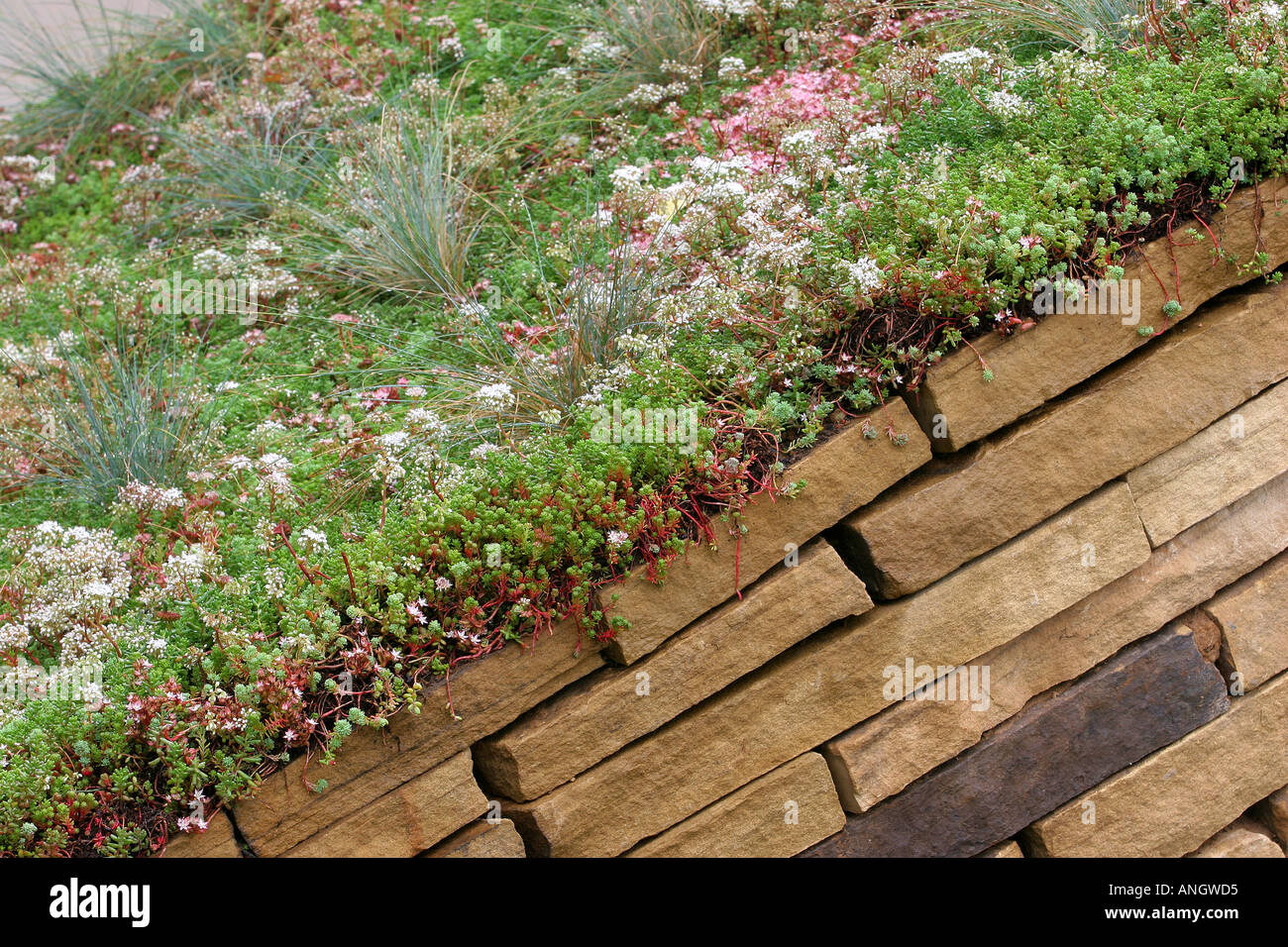 PERENNIAL EVOLUTION DESIGNER NICK DEXTER HAMPTON COURT PALACE SHOW 2005 ...