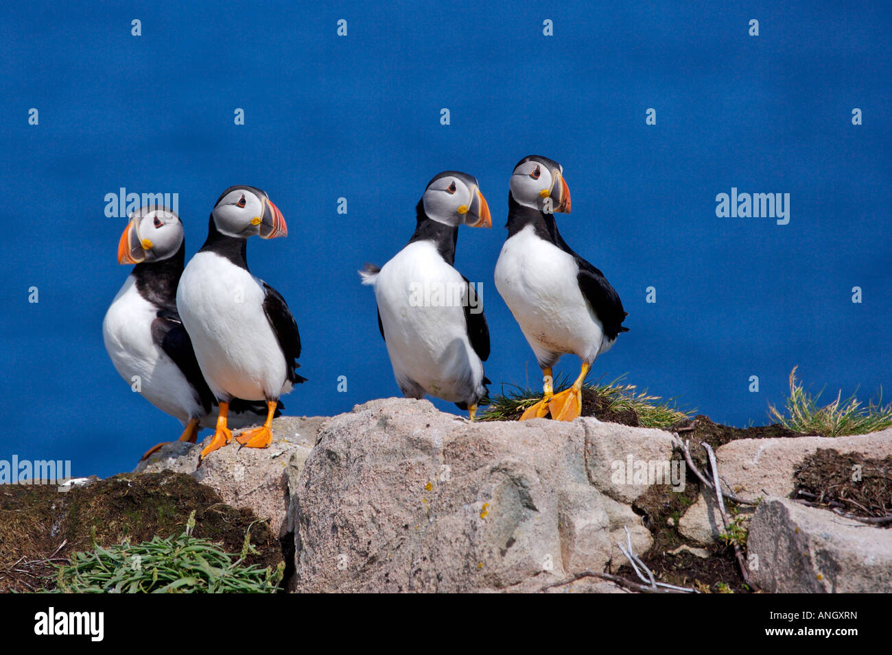 Eastern Canada Wildlife Puffins Stock Photos & Eastern Canada Wildlife ...