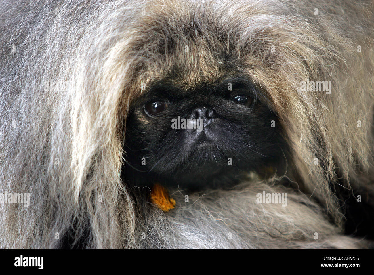 Chinese pekingese hi-res stock photography and images - Alamy