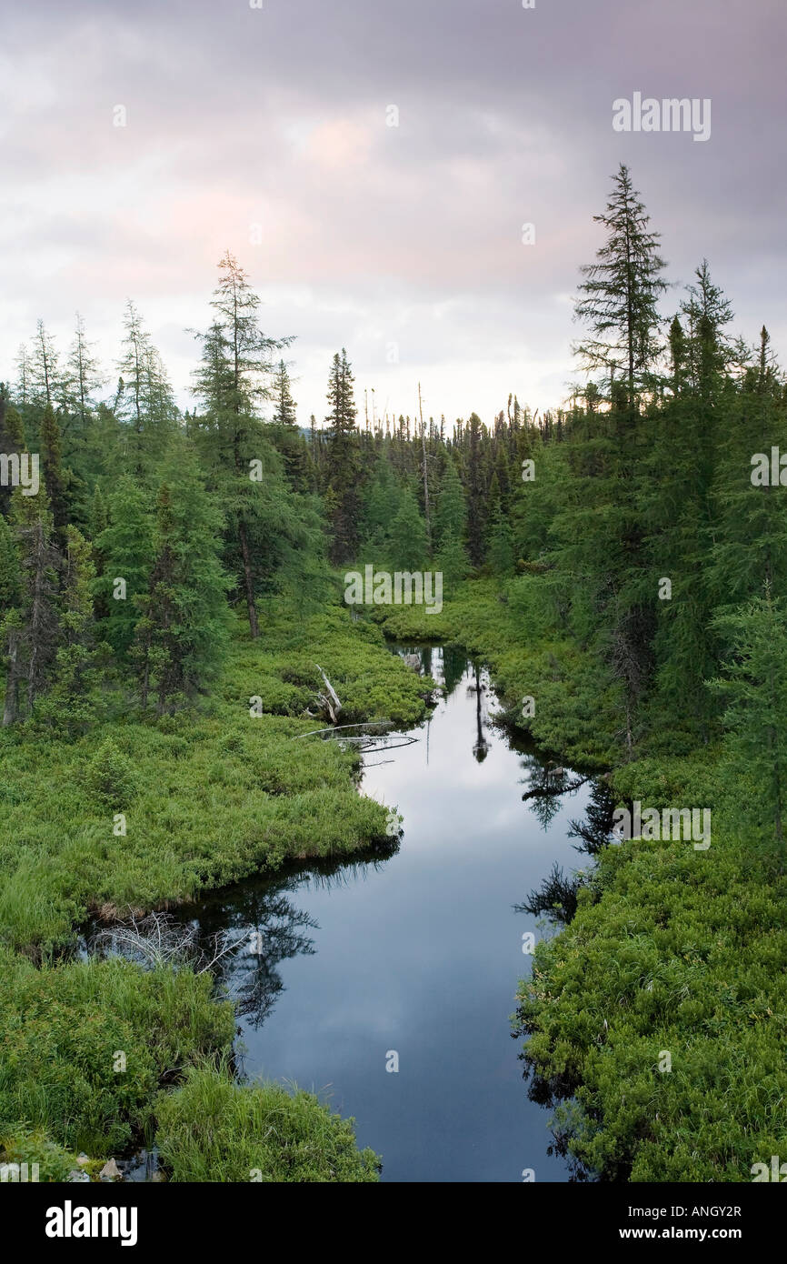 Tiaga forest hi-res stock photography and images - Alamy