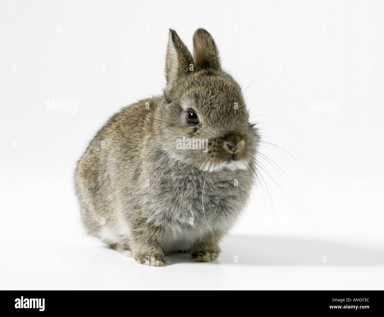 Bunny rabbit one plain background hi-res stock photography and images ...