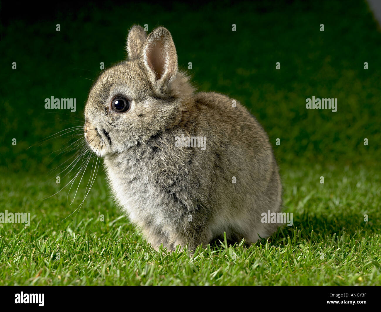 Cute young hi-res stock photography and images - Alamy