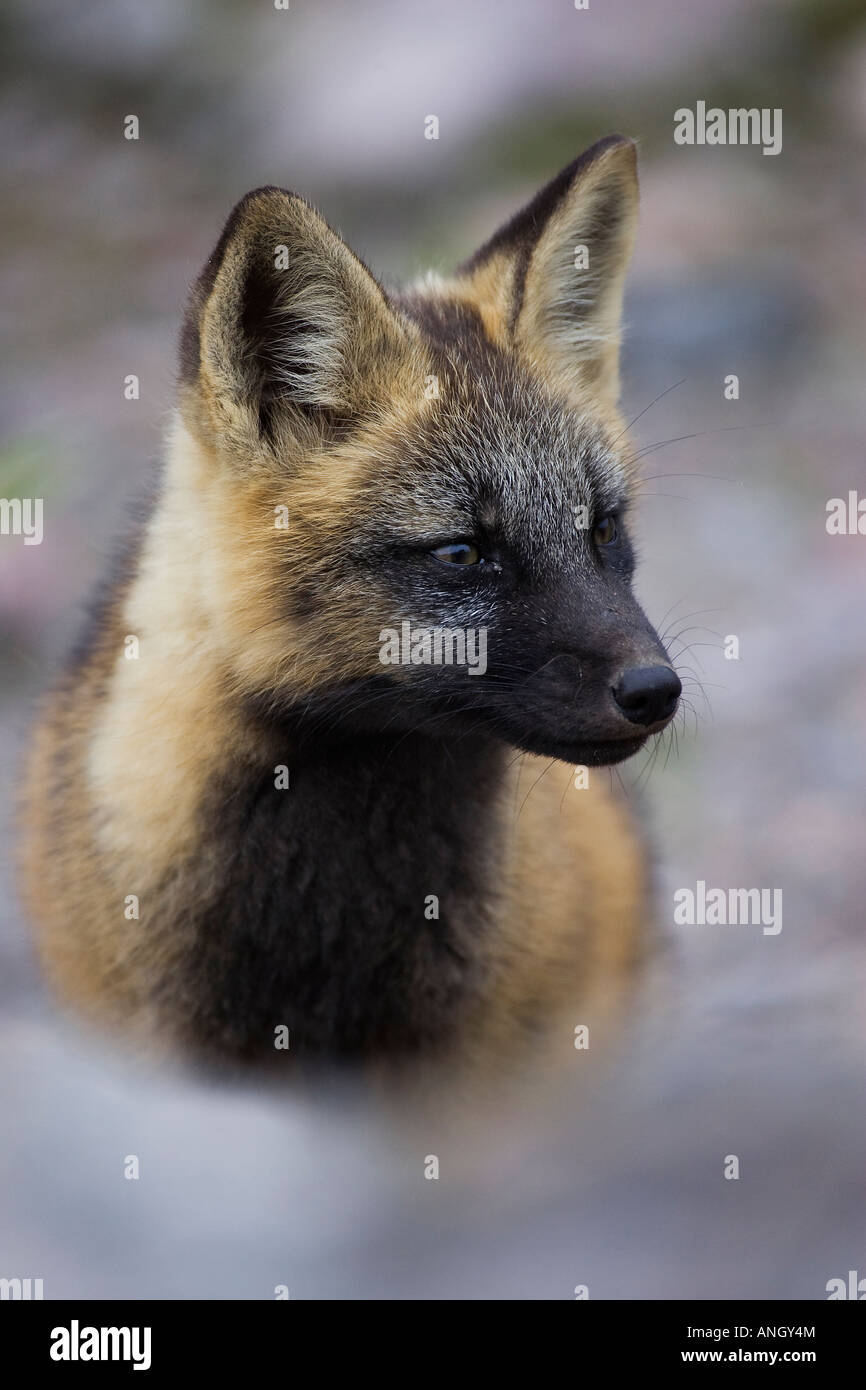 Red color phase hi-res stock photography and images - Alamy