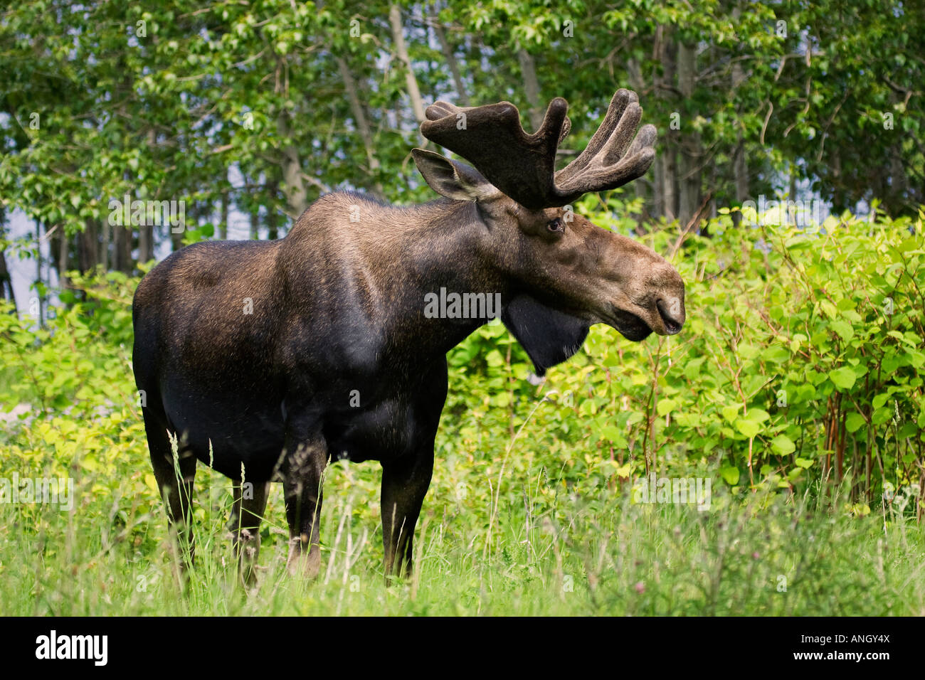 Bull Moose Profile Stock Photos & Bull Moose Profile Stock Images - Alamy
