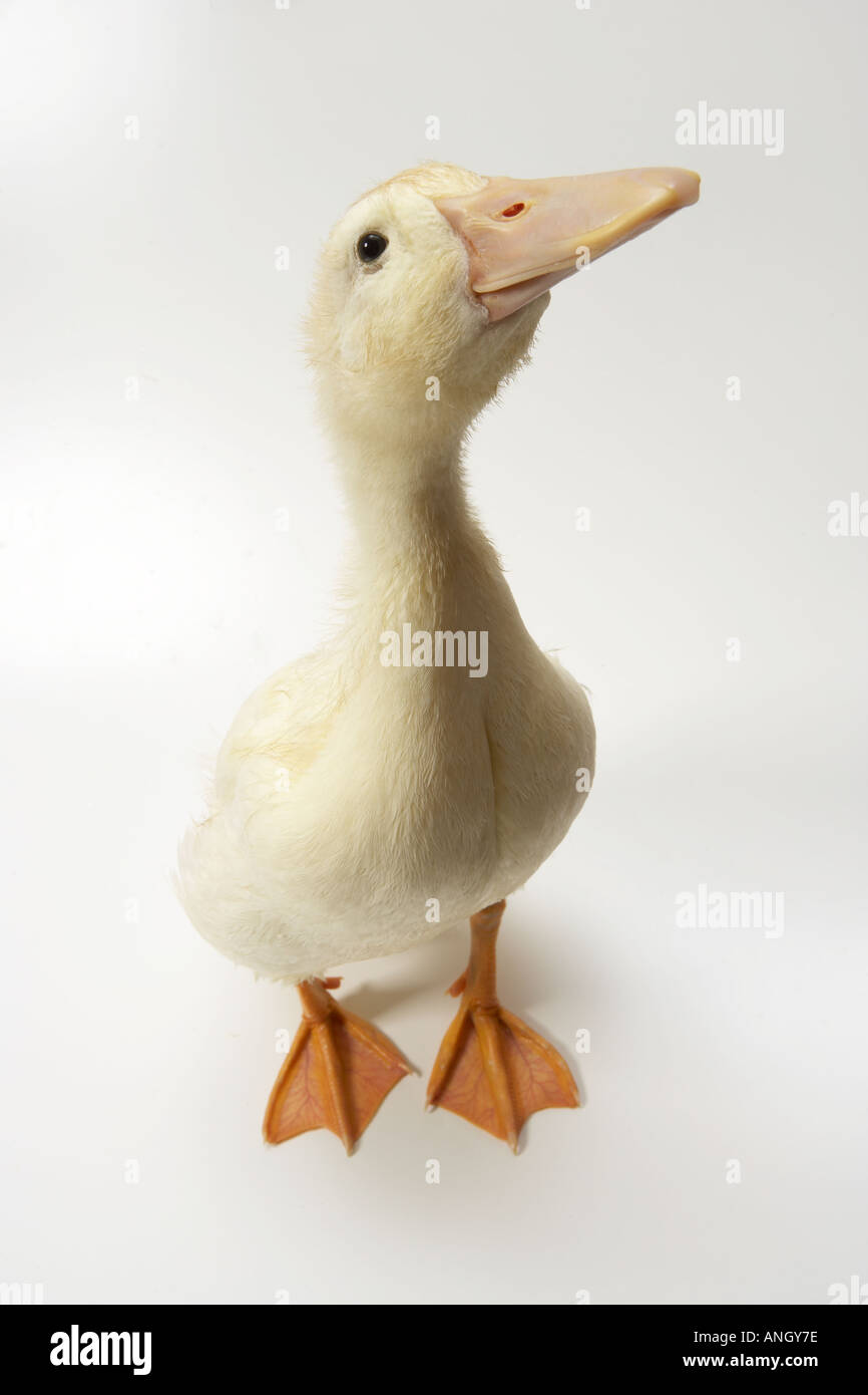 1 duck hi-res stock photography and images - Alamy