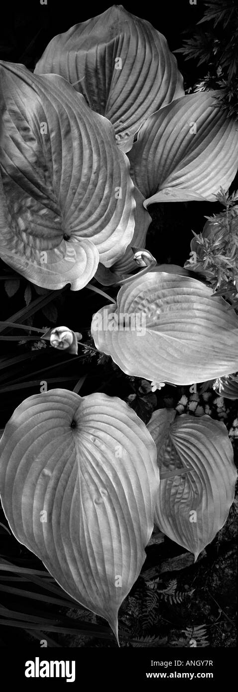 Canada photos Black and White Stock Photos & Images - Alamy