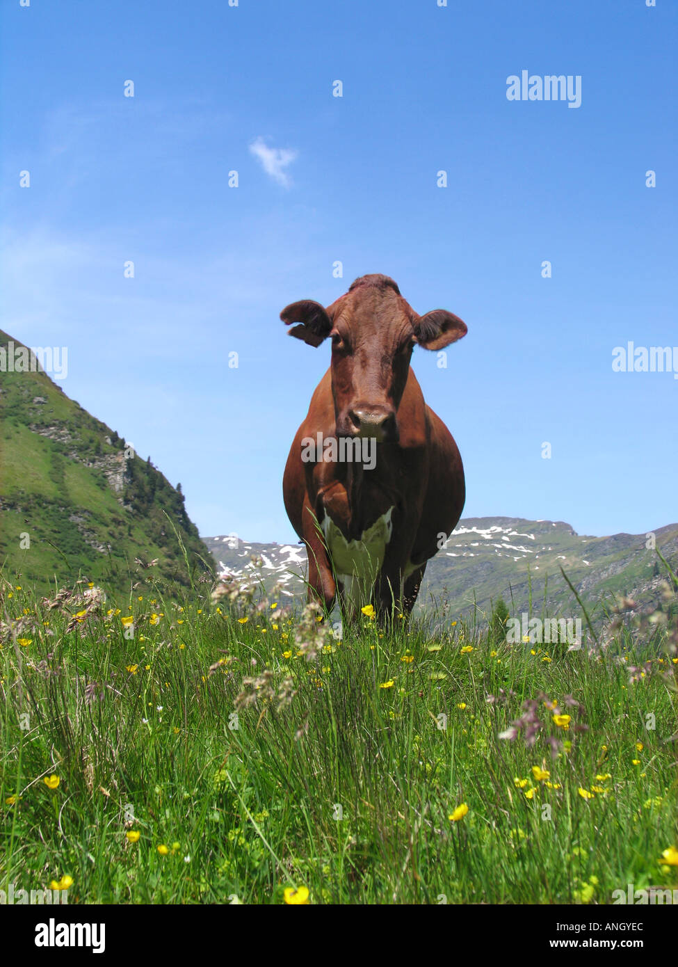 Contented cow hi-res stock photography and images - Alamy