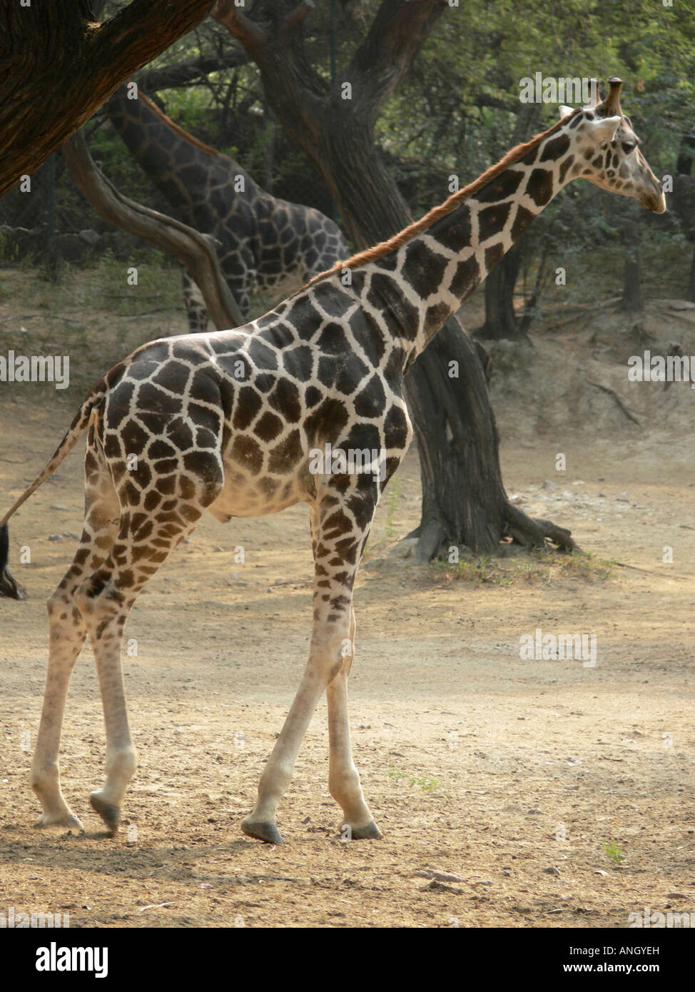 Giraffe, Giraffa camelopardalis, at Delhi Zoo, New Delhi, India Stock ...