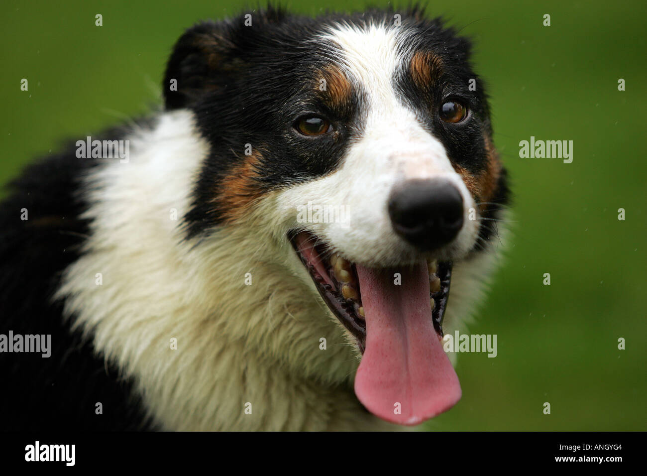 Sheepdog lake district hi-res stock photography and images - Alamy