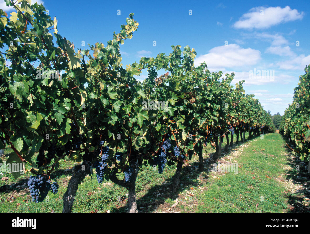 Pauillac hi-res stock photography and images - Alamy