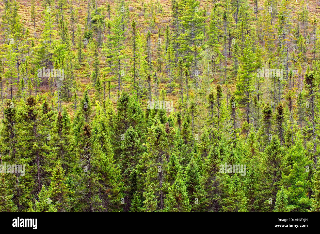 Ontario north taiga hi-res stock photography and images - Alamy