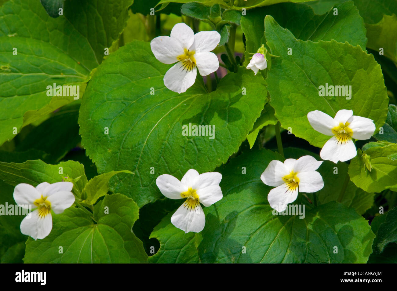 Canada violet viola canadensis hi-res stock photography and images - Alamy