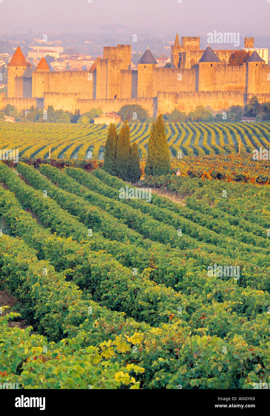 Vineyards, Carcassonne, Aude, Languedoc-Roussillon, France Stock Photo ...