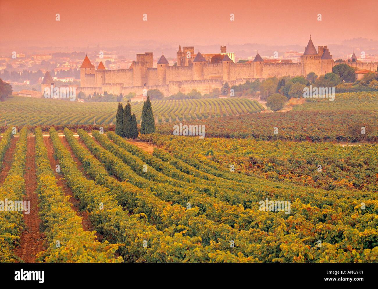 Vineyards, Carcassonne, Aude, Languedoc-Roussillon, France Stock Photo ...