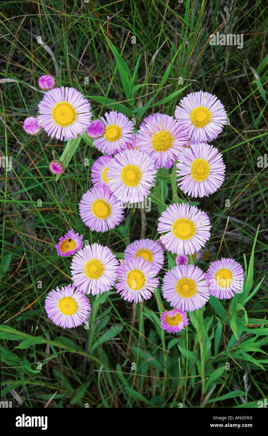 Canadian fleabane hi-res stock photography and images - Alamy